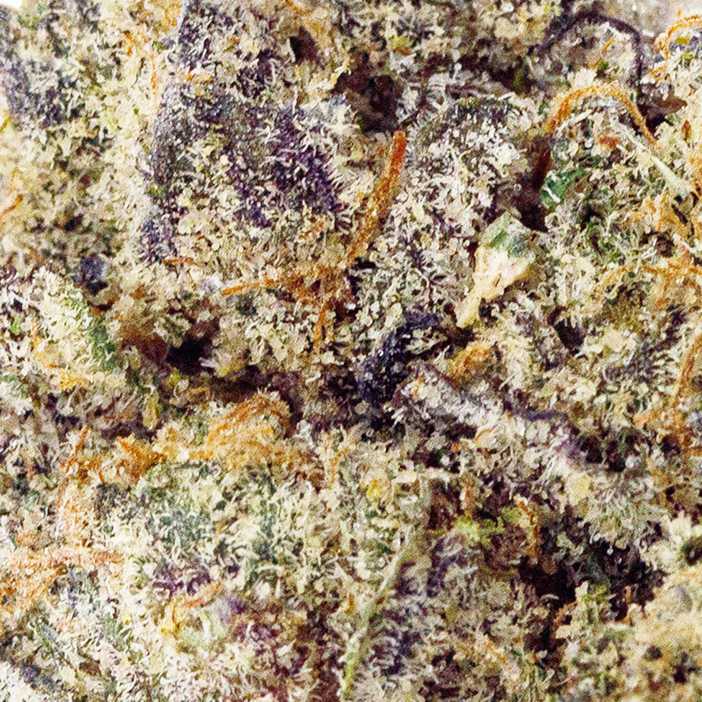 Chimera – Boom World