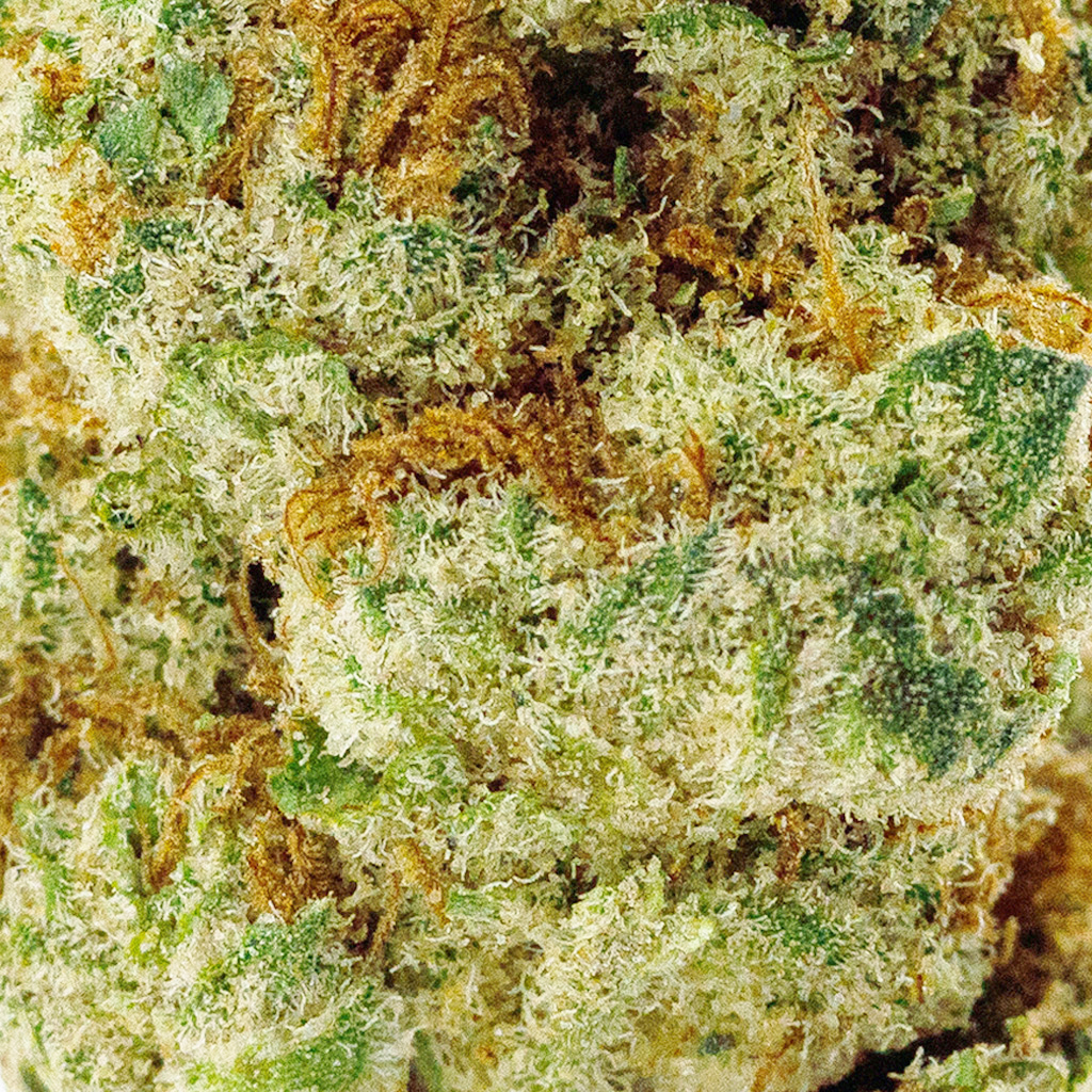 Venom OG – Boom World